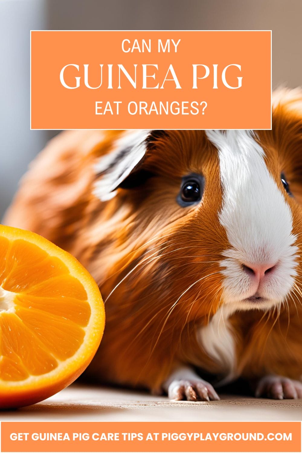 Can Guinea Pigs Eat Oranges? Dangerous Treat or Health Booster? - Piggy ...