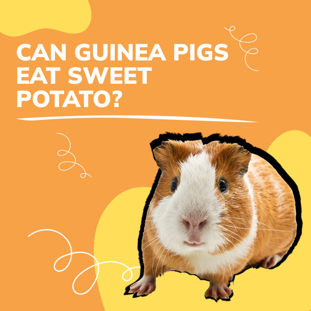 13+ Common Health Issues in Guinea Pigs & How to Spot Them - Piggy ...