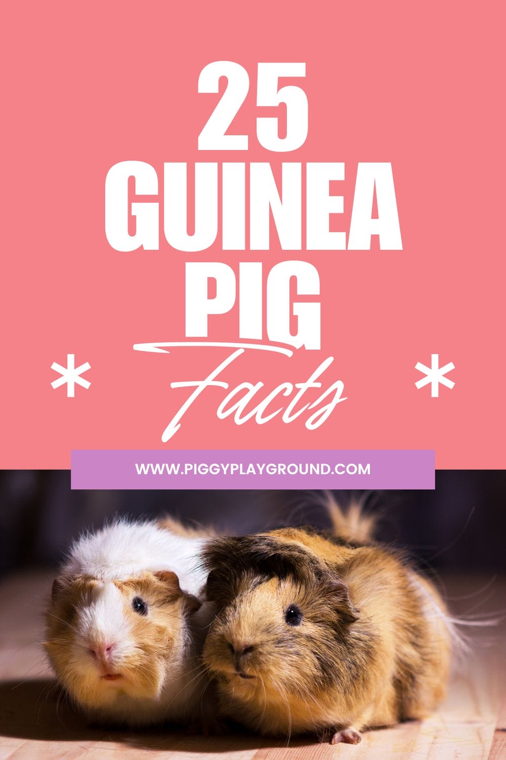 25+ Adorable Guinea Pig Facts for Kids (and Parents) - Piggy Playground